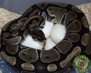 Sphenodontians – THE REPTIPAGE