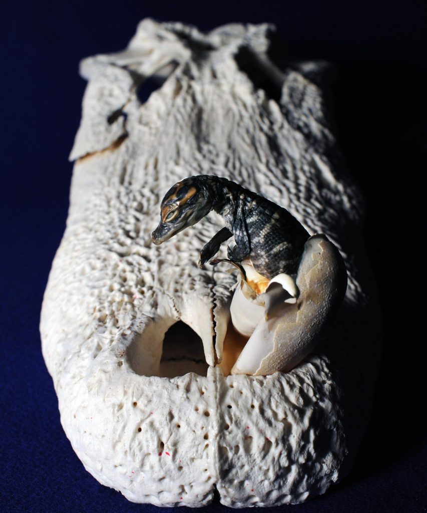 Extant Reptiles – THE REPTIPAGE