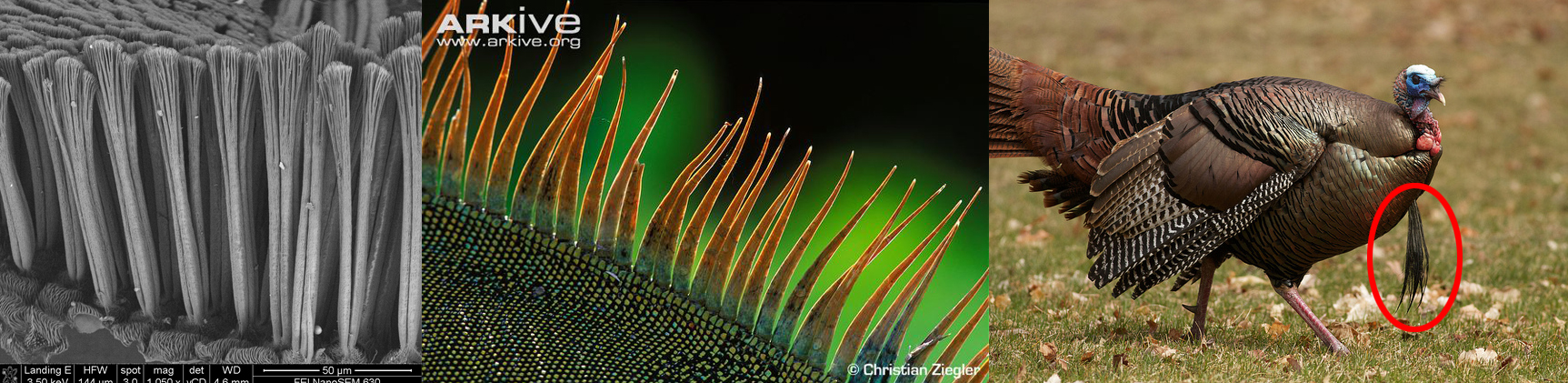 New Siberian ornithischian and the (over) feathering of dinosaurs…again ...