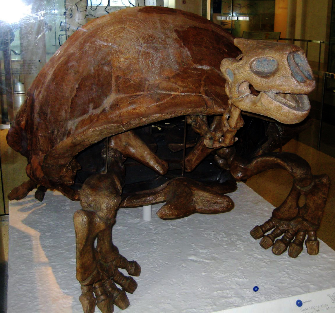 Chelonia – THE REPTIPAGE