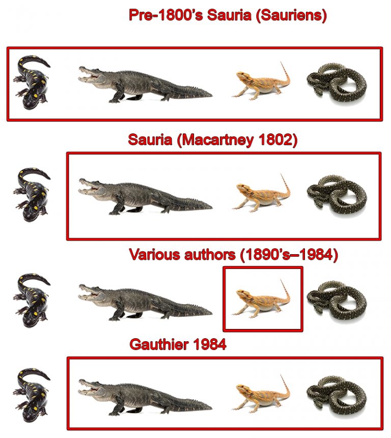 Modern-day paleo myths: Dinosaurs as lizards – THE REPTIPAGE
