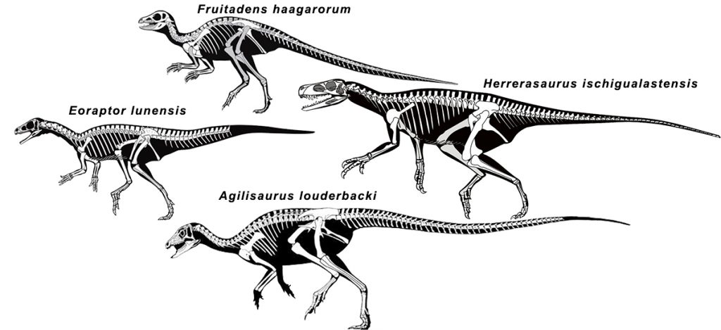 New study shreds the dinosaur family tree (and exposes double-standards ...